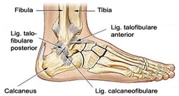 Livskraft: Stukad fot...