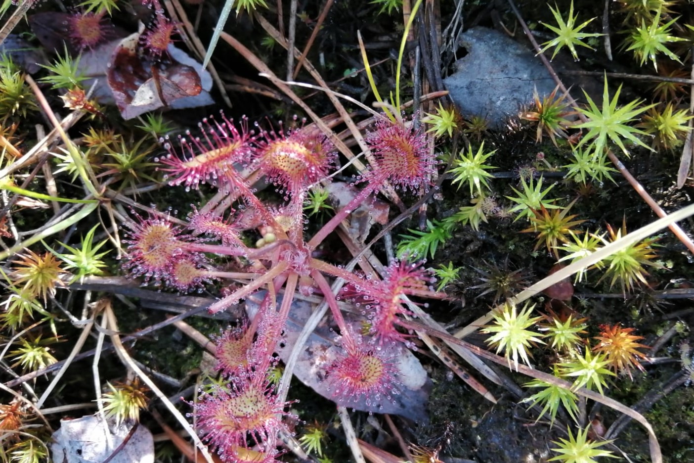 Eikös se kihokki ole jokin tauti..?