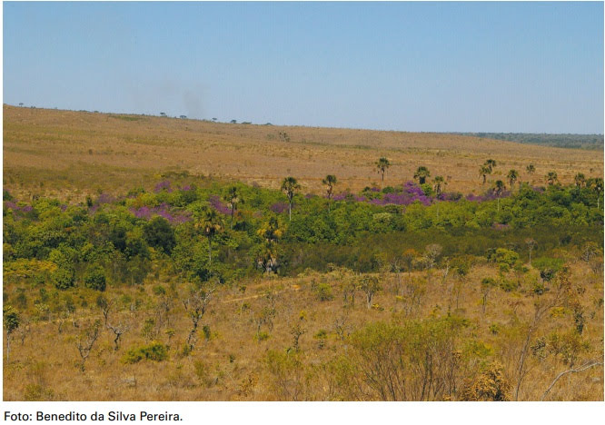 Onde as Plantas Crescem - Gleissolos