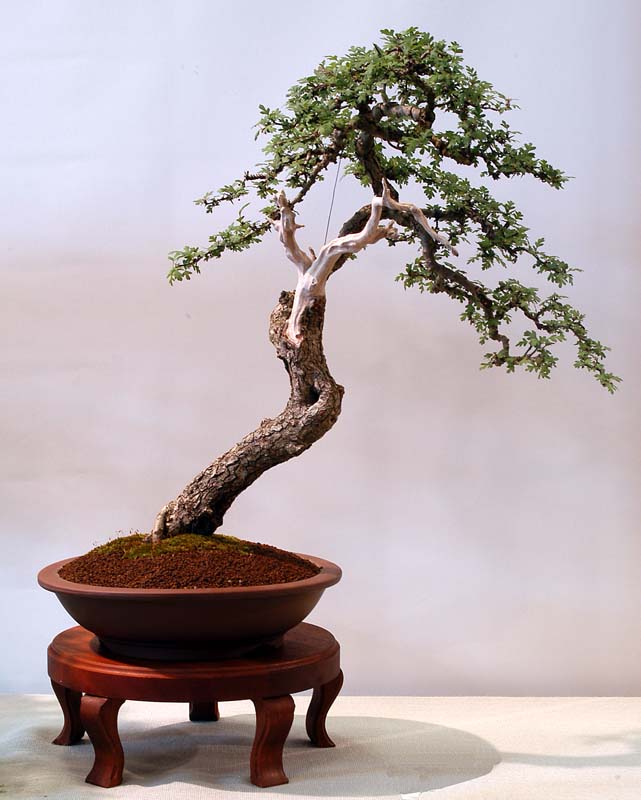 Te Yang Bonsai: SHAKAN – Estilo inclinado