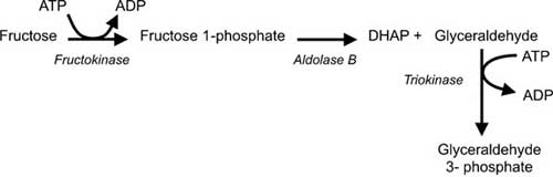 Fructose Intolerance Case File
