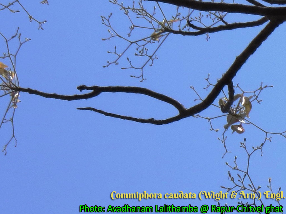 Medicinal Plants: Commiphora caudata, கிளுவை, Seevaya, Kiliya-maram ...