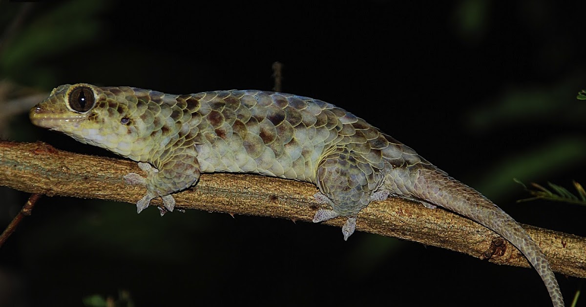Real Monstrosities: Fish-scale Gecko
