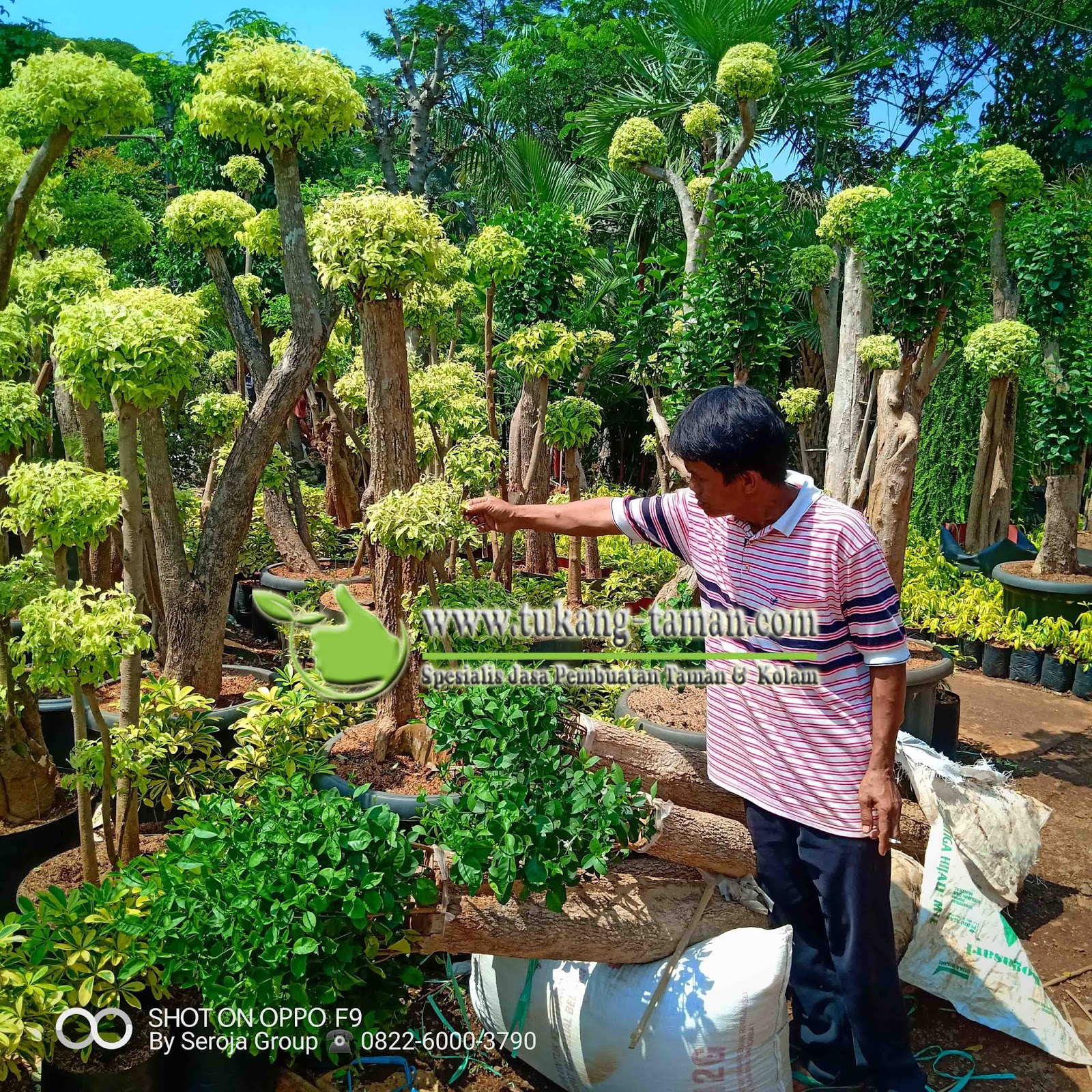 Blog Bonsai: Bonsai Pokok Jawi