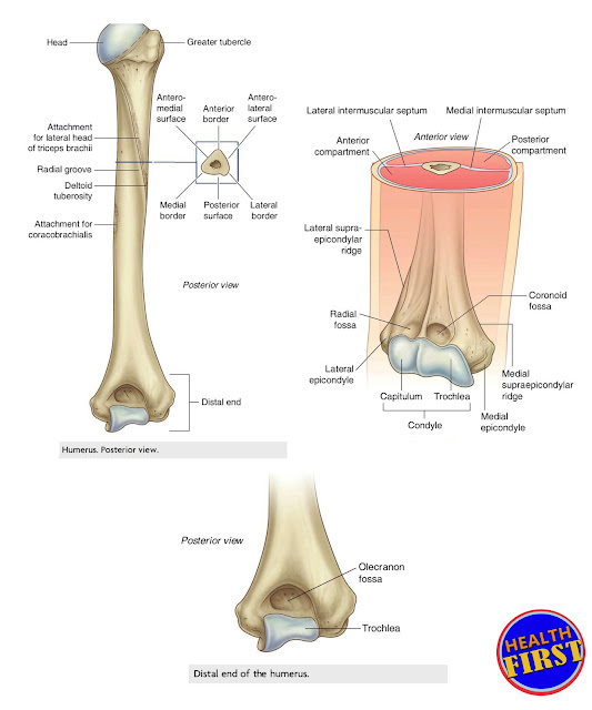 Health First: Humerus Bone
