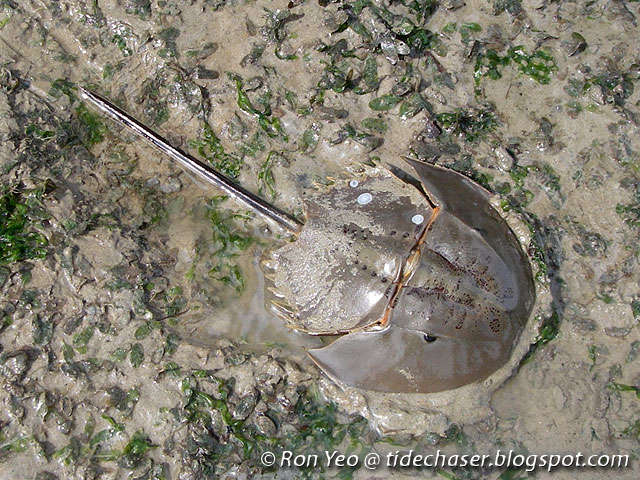 tHE tiDE cHAsER: Horseshoe Crabs (Phylum Arthropoda: Family Limulidae ...