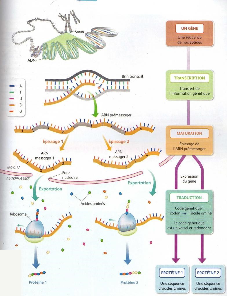 PARTIE 2: EXPRESSION,STABILITE ET VARIATIONS DU PATRIMOINE GENETIQUE ...