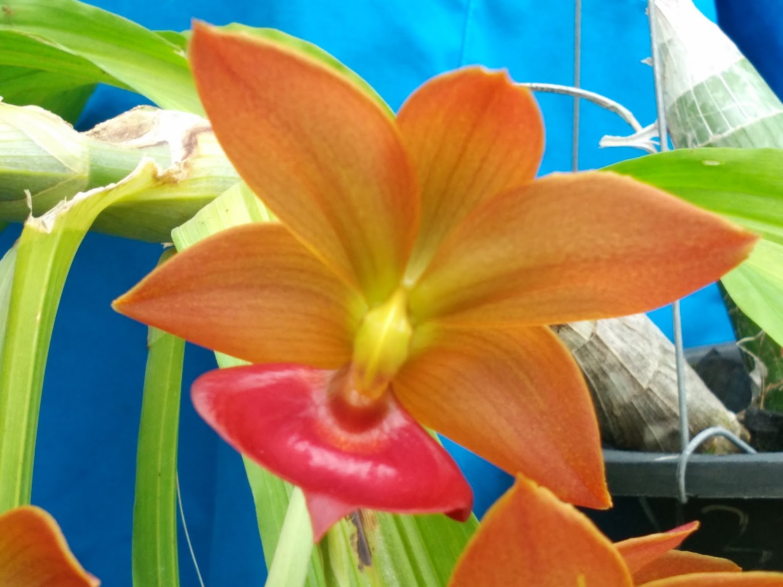 catasetum-ian: Cynodes Taiwan Gold 'Taiwan Orange'