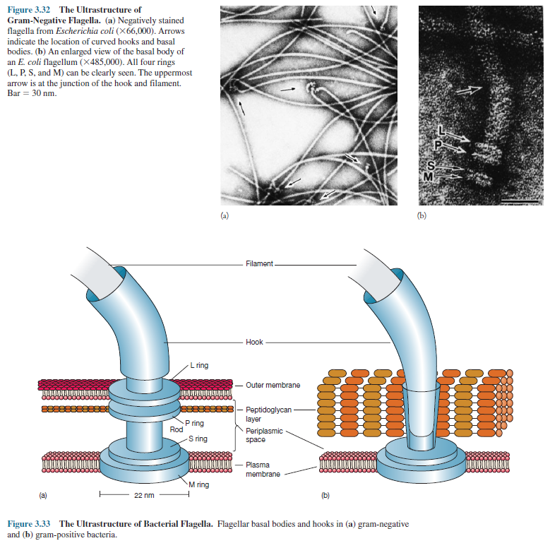 Microbiology Notes: Bacterial Cell Structure and Function