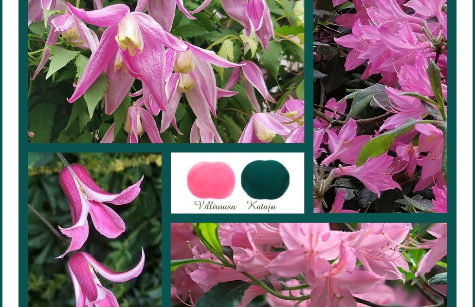 Floral Passions: Color Collage - Wild Rose & Juniper