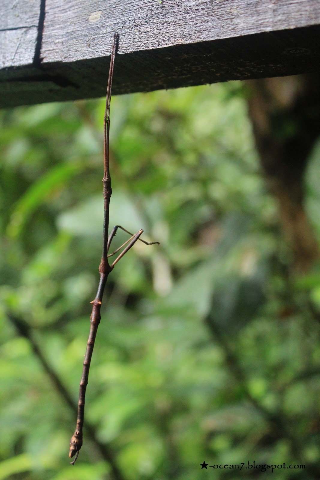 Lucky 7 || 时光「记」 「迹」: 砂州美姆旅：（22）姆鲁可爱小昆虫（Some Cute Insects, Mulu ...