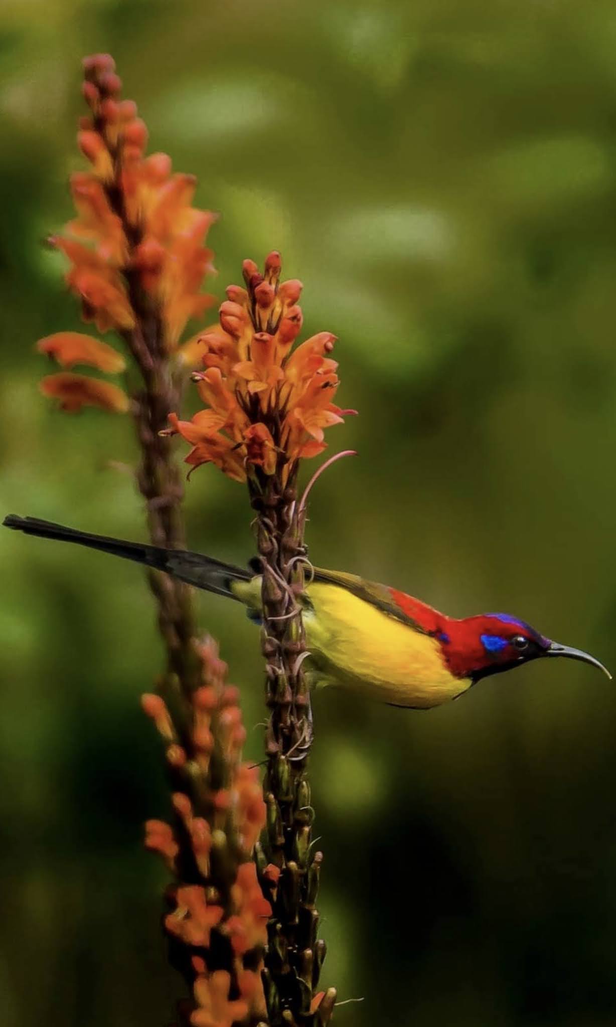 Beautiful sunbird on a flower - About Wild Animals
