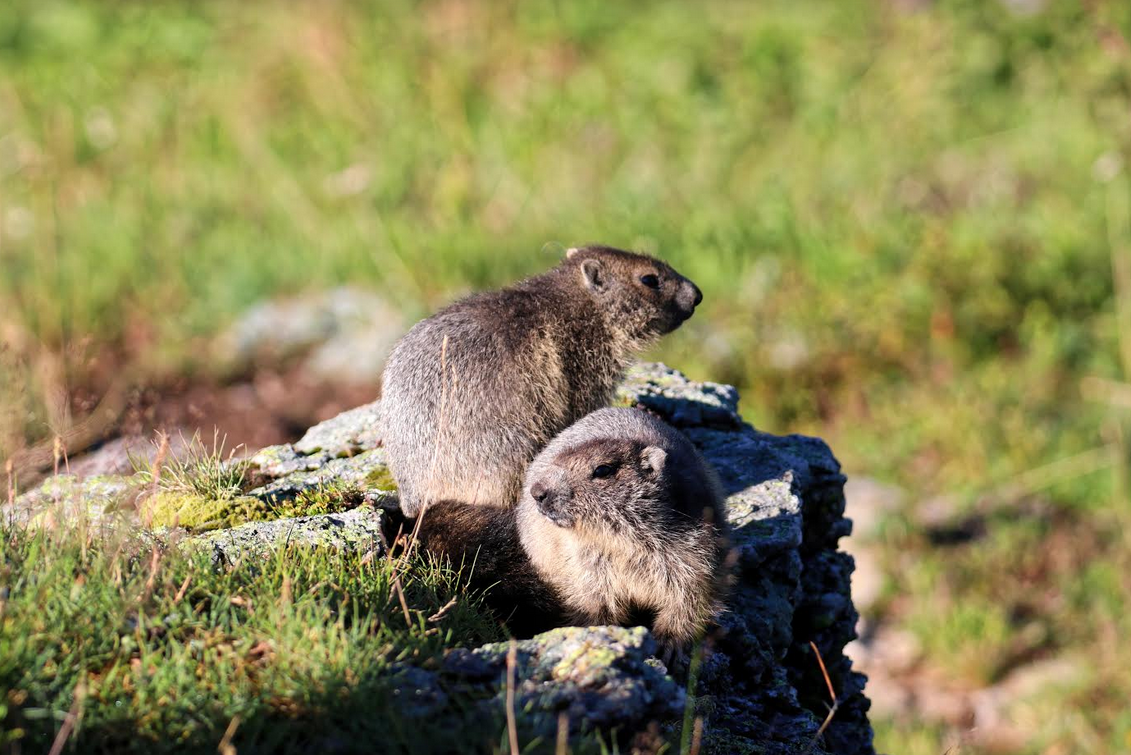 Les dernières infos de Haute Tarentaise par Pierre VILLENEUVE: IL ETAIT ...
