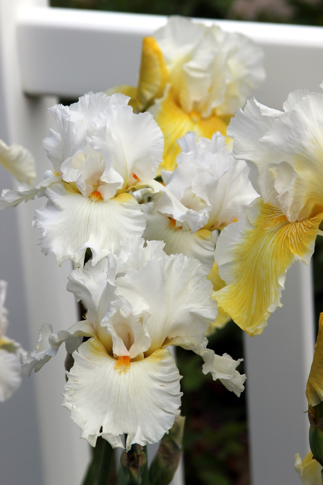 World of Irises: "Talking Irises" WHITE TALL BEARDED IRISES - "I'm ...