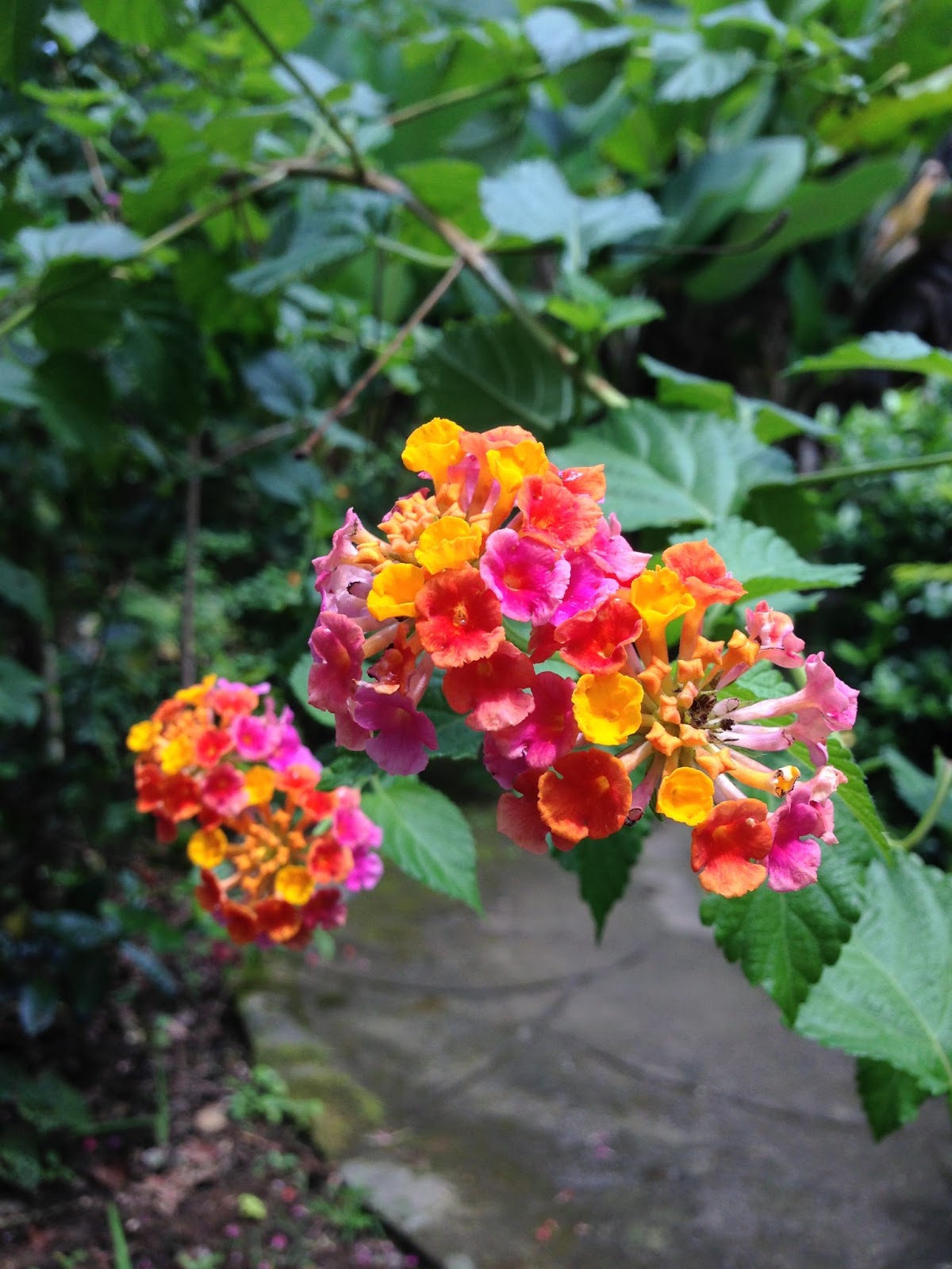 Four Seasons: Saturday Snapshot 6th April - Bali Flowers