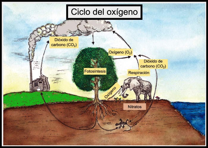 EL CICLO DEL OXÍGENO