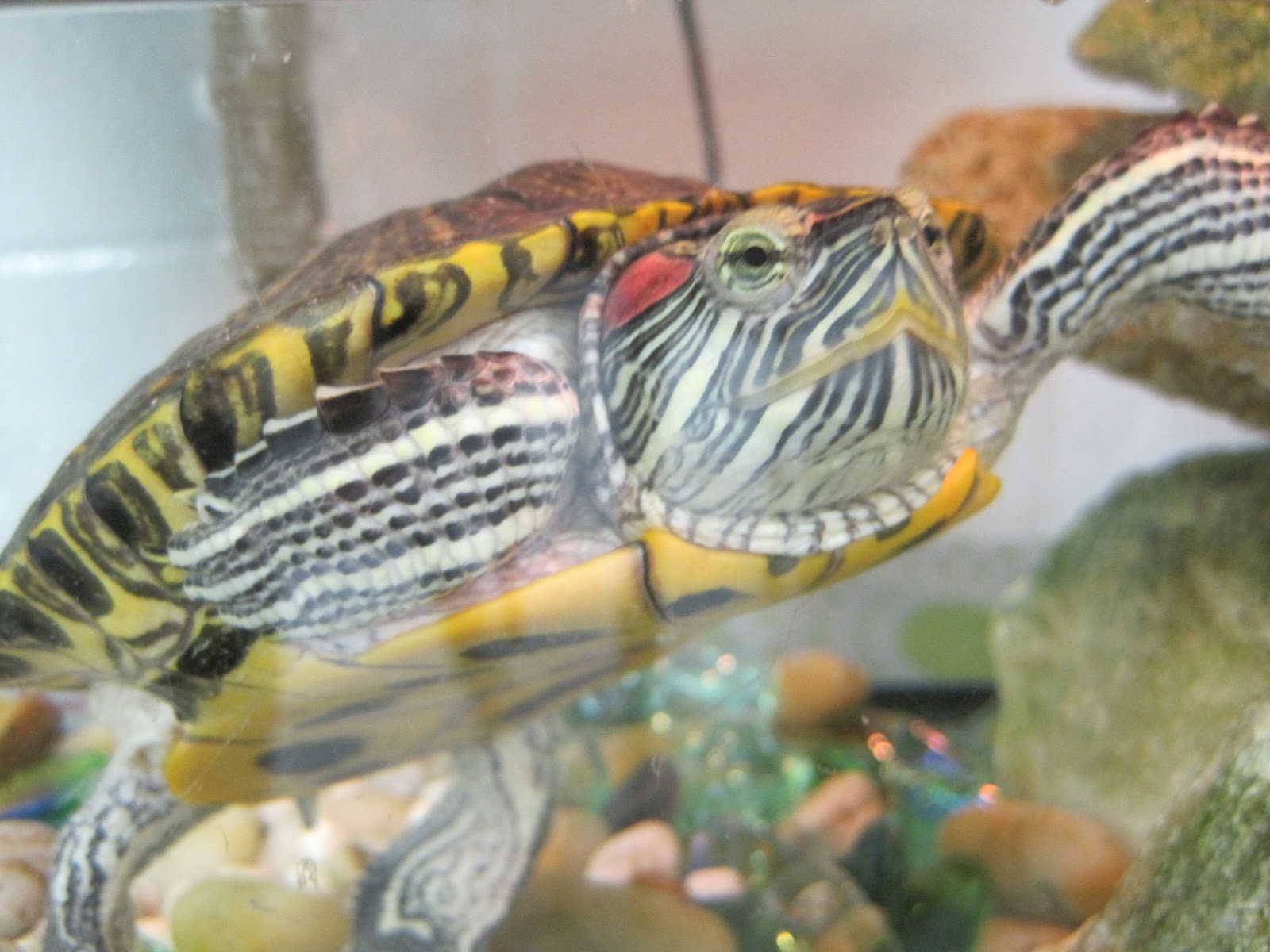 Thrifty in Kinder!: Teddy Turtle & a Beautiful Rainbow!