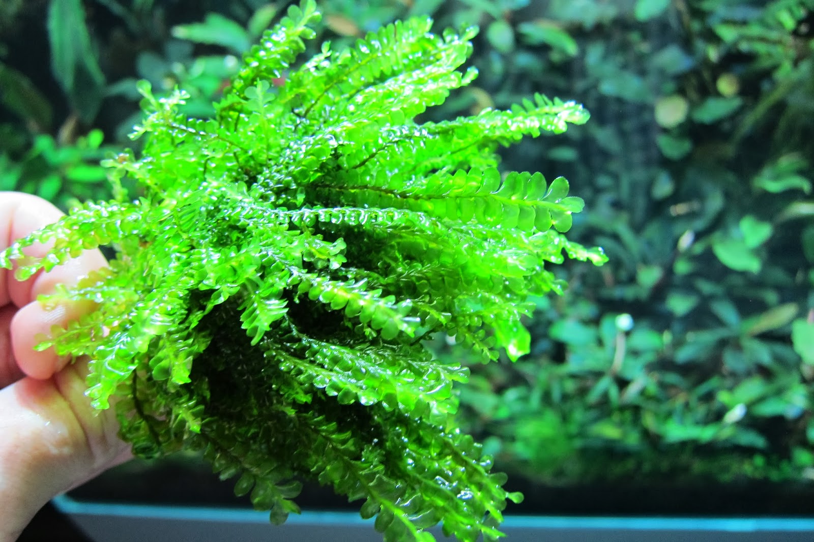 Bucephalandra : Moss Hanegoke sp. Cameroon