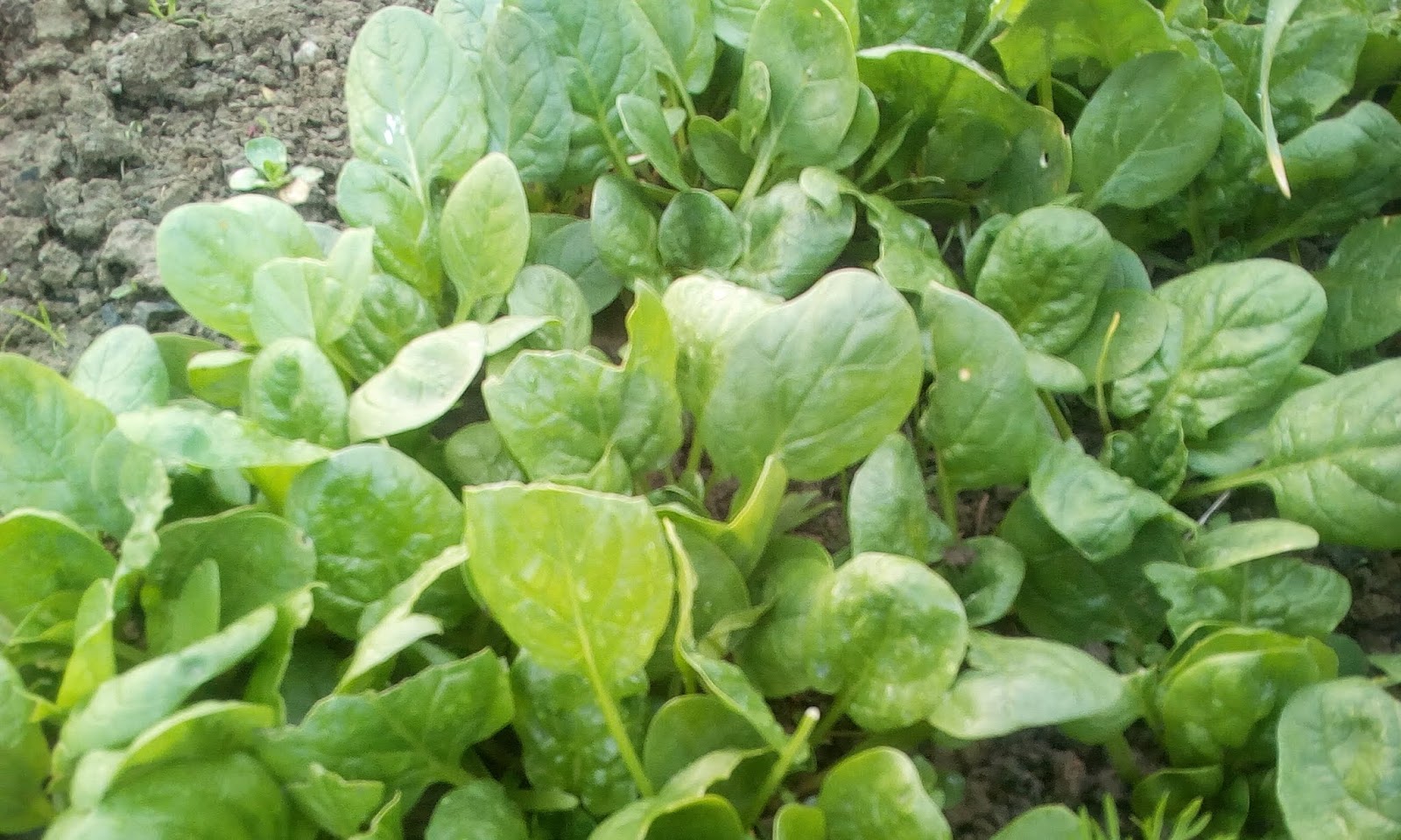 Vsestranska špinača