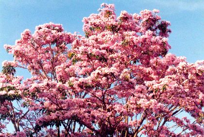 Servidores a la Naturaleza