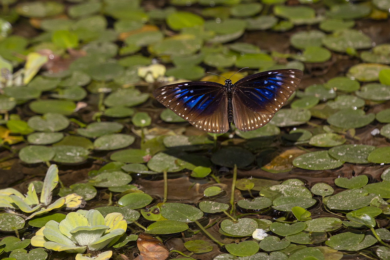 As The Crow Flies - a Hong Kong Birding Blog: 2020