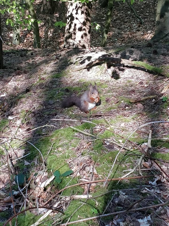 Red Squrriel Awareness Week