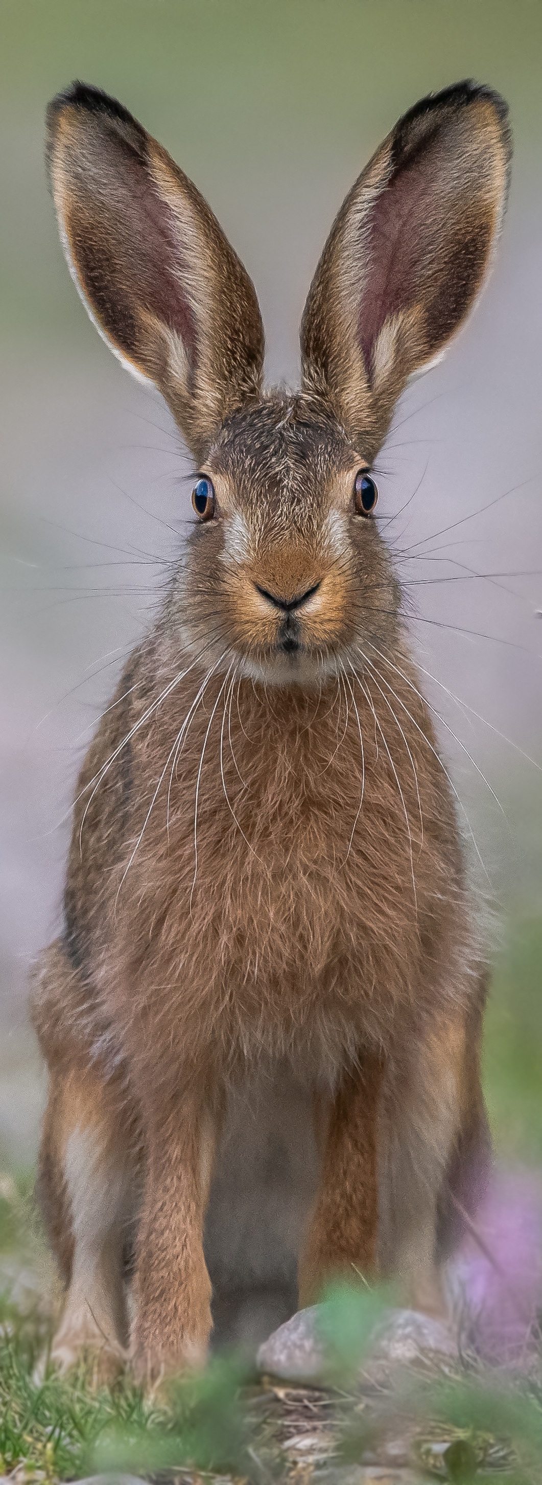 Hare all ears - About Wild Animals