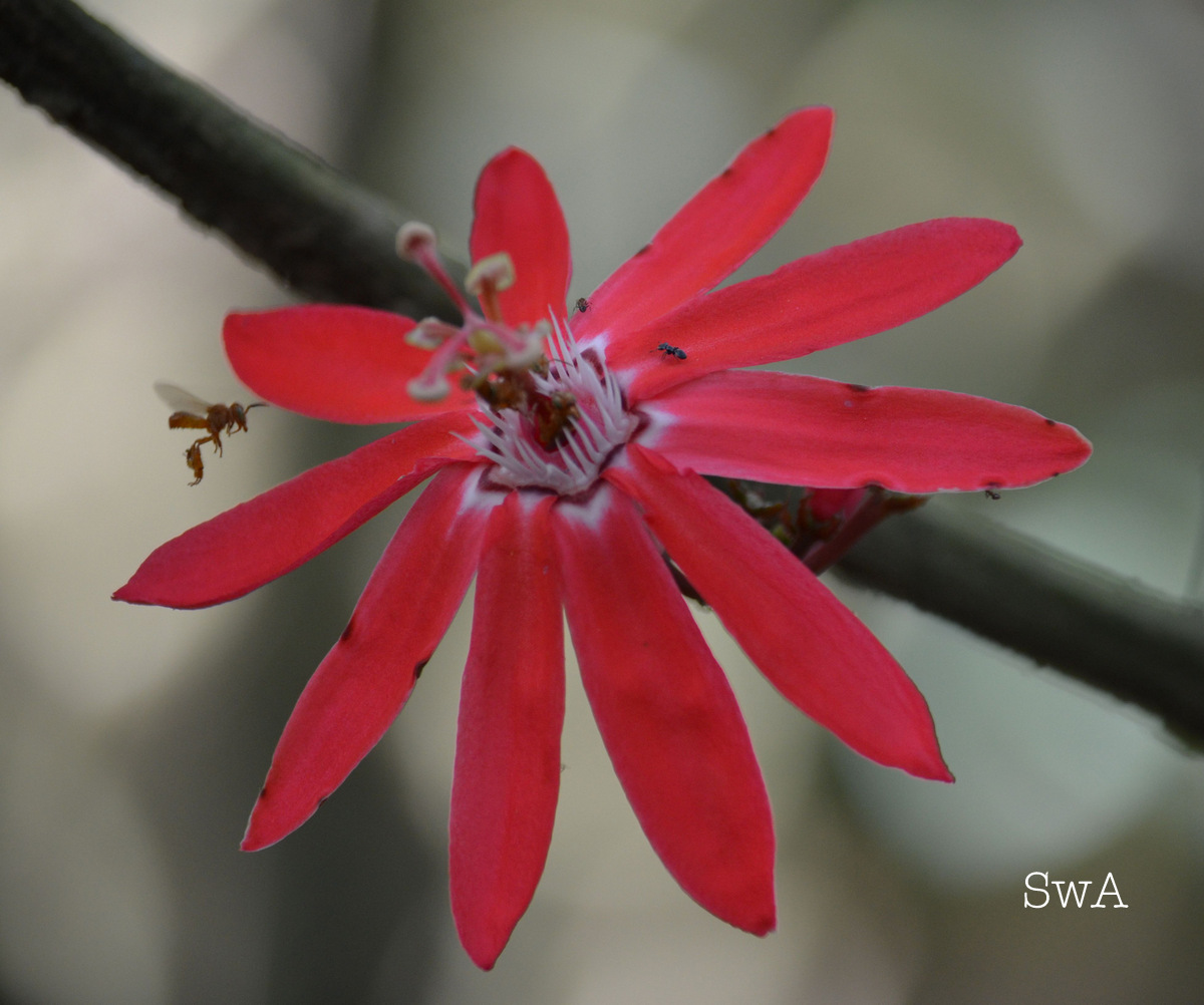Tropical Biodiversity - Santarém - Pará - Brasil: Wild Passion fruit flower