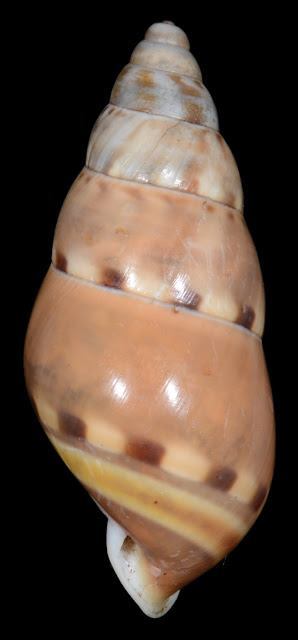 Dr. Lee's Gallery Museum: Amphidromus areolatus 26.7mm