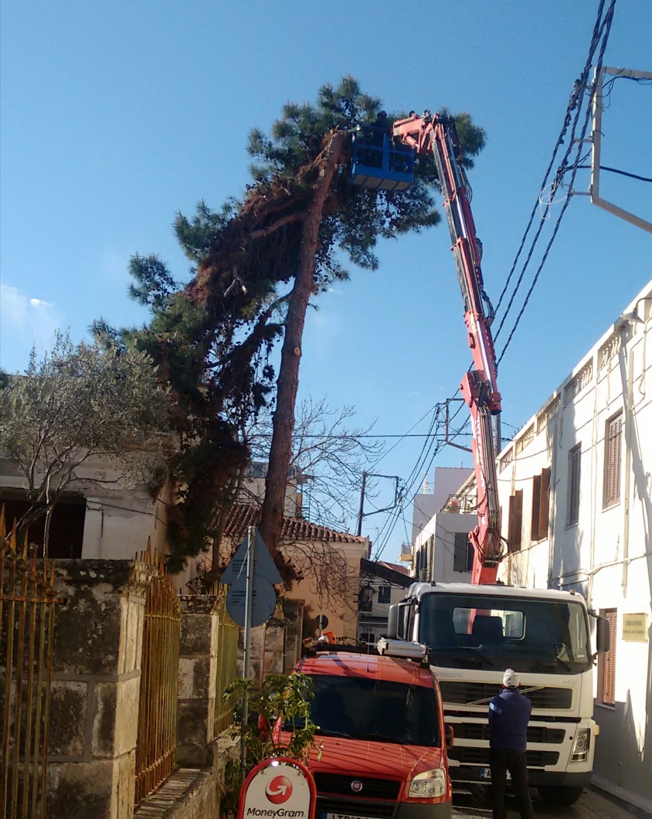 aiakosrex: ΕΚΟΨΑΝ ΤΟ ΠΕΥΚΟ ΤΟΥ ΕΥΝΑΡΔΕΙΟΥ
