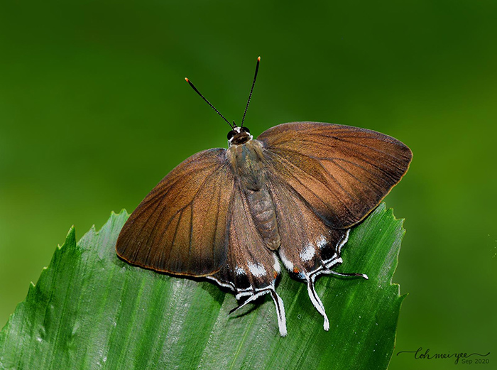 Butterflies of Singapore: Life History of the Banded Royal