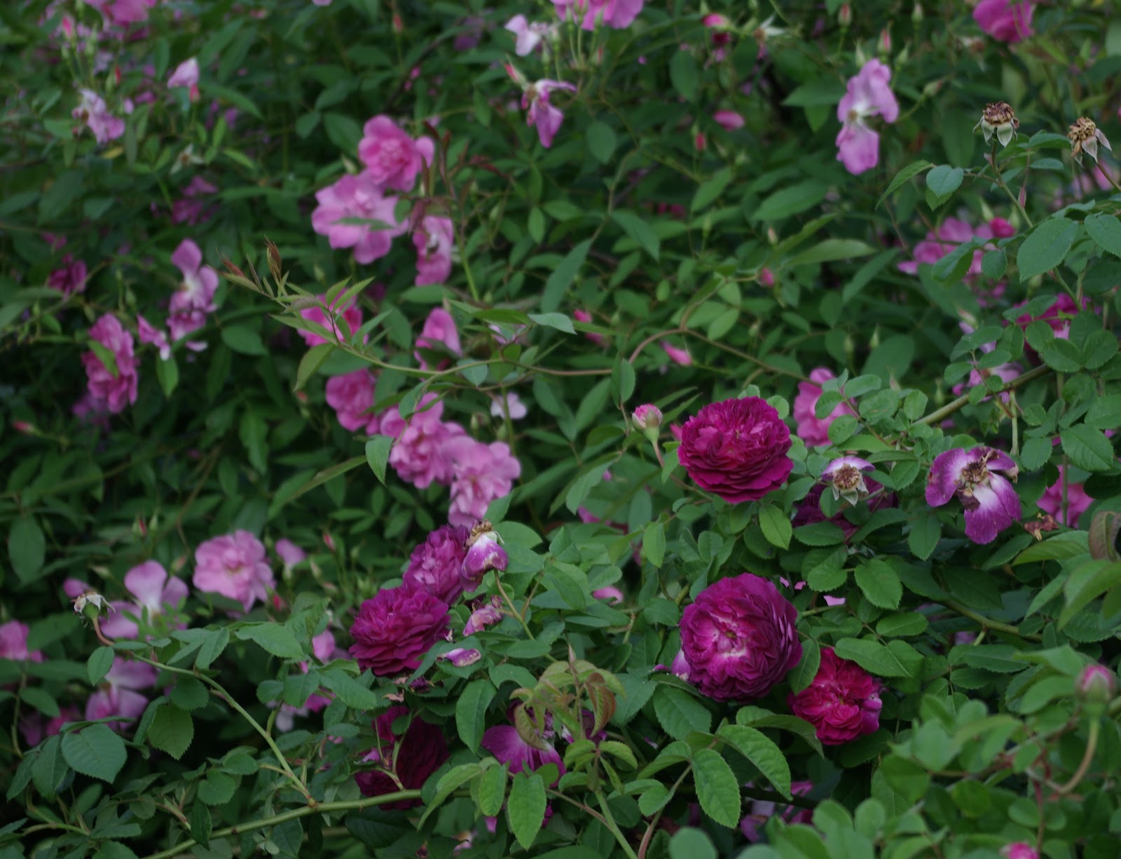 sweetbay: Roses in mid-May