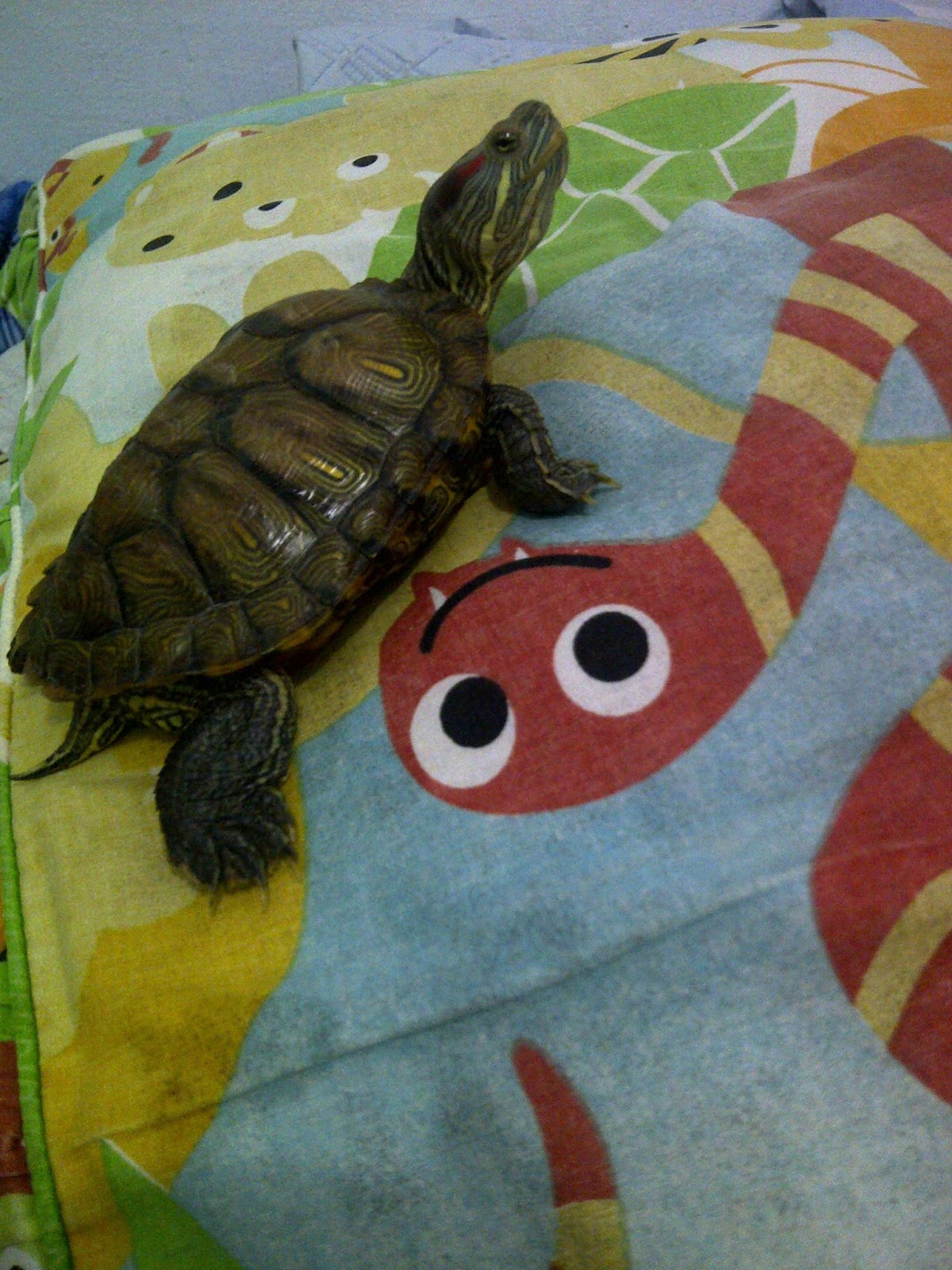 Fierda ier: Bagabaga si Kura-kura Brazil (Red ears slider ) - paling ...