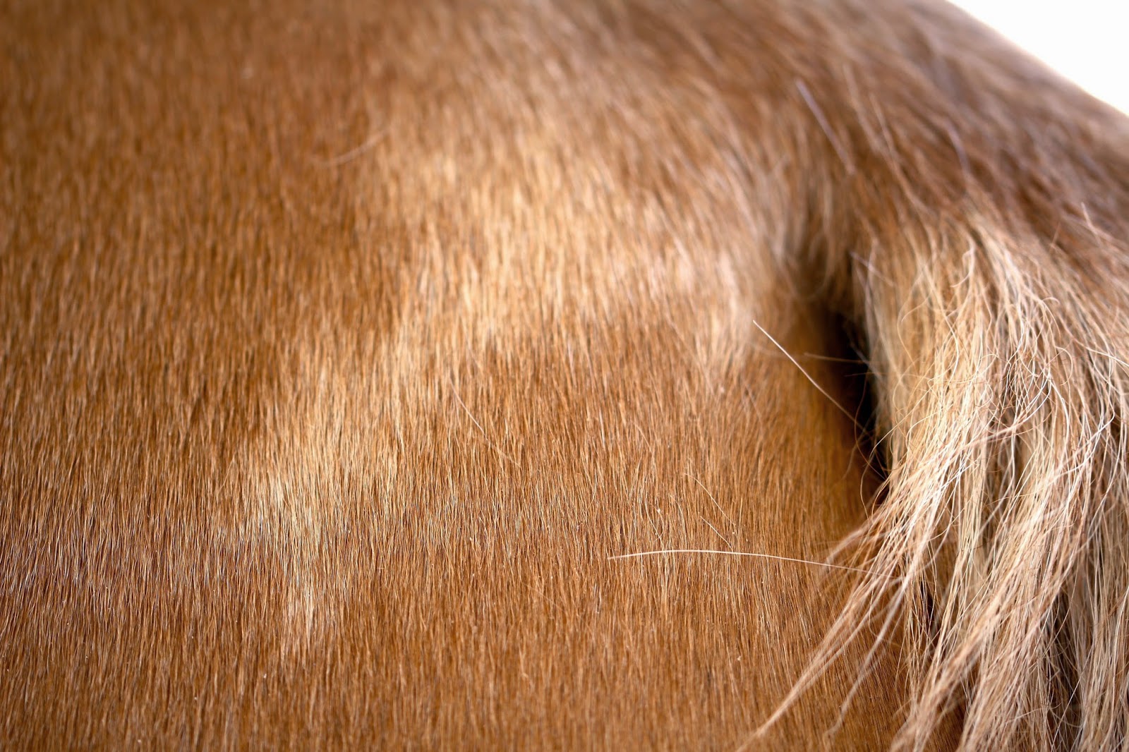 The Saddle String: Rabicano and Roan: Two Unique Horse Color Patterns
