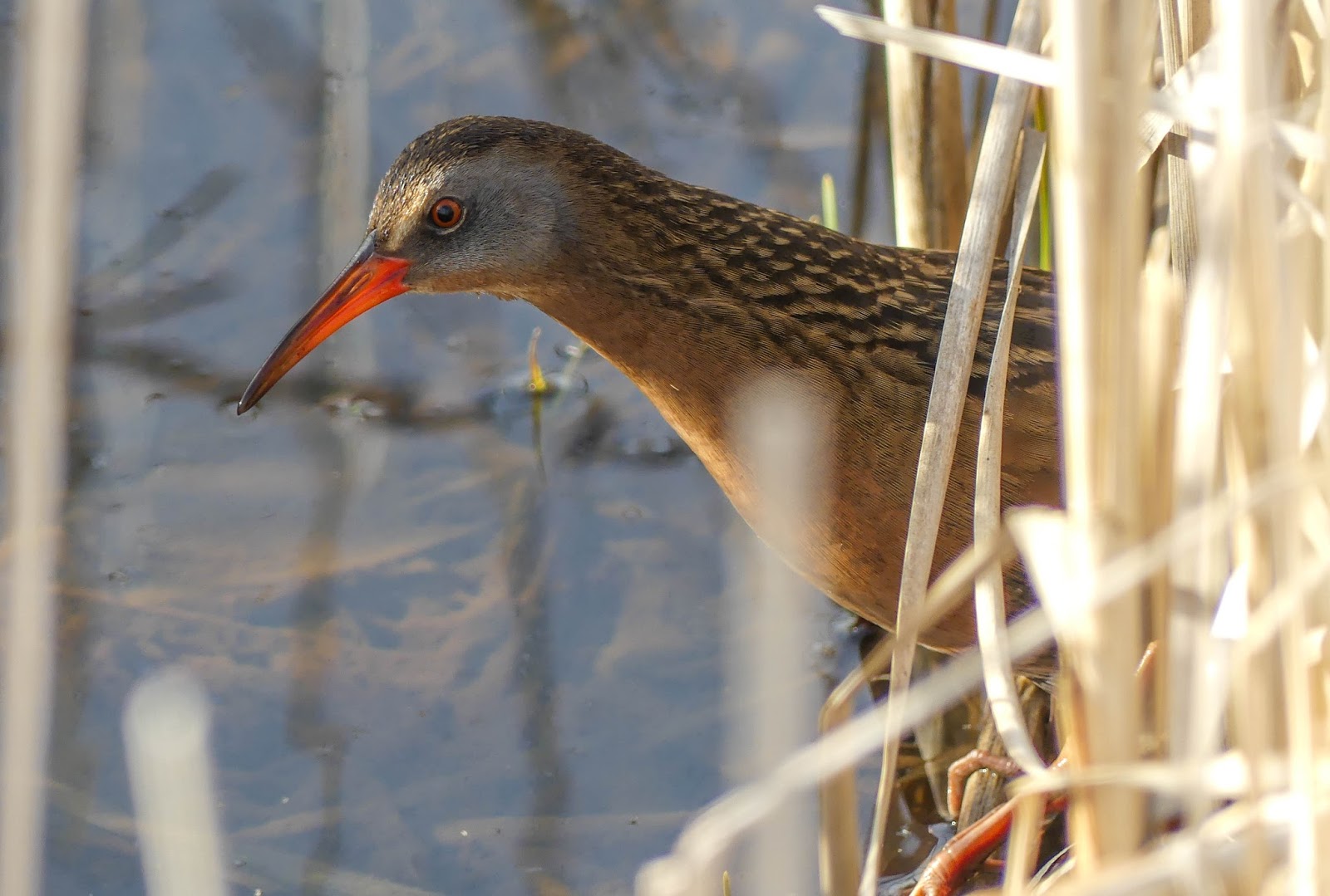 Gale's Photo and Birding Blog: Virginia Rail