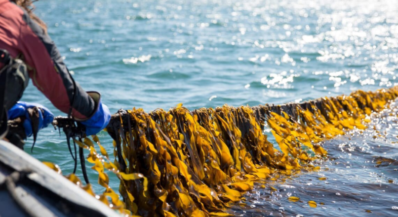Behind the French Menu: Algue or Algue de Mer - Seaweed. Edible ...