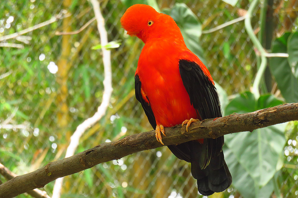 Gallito de las rocas