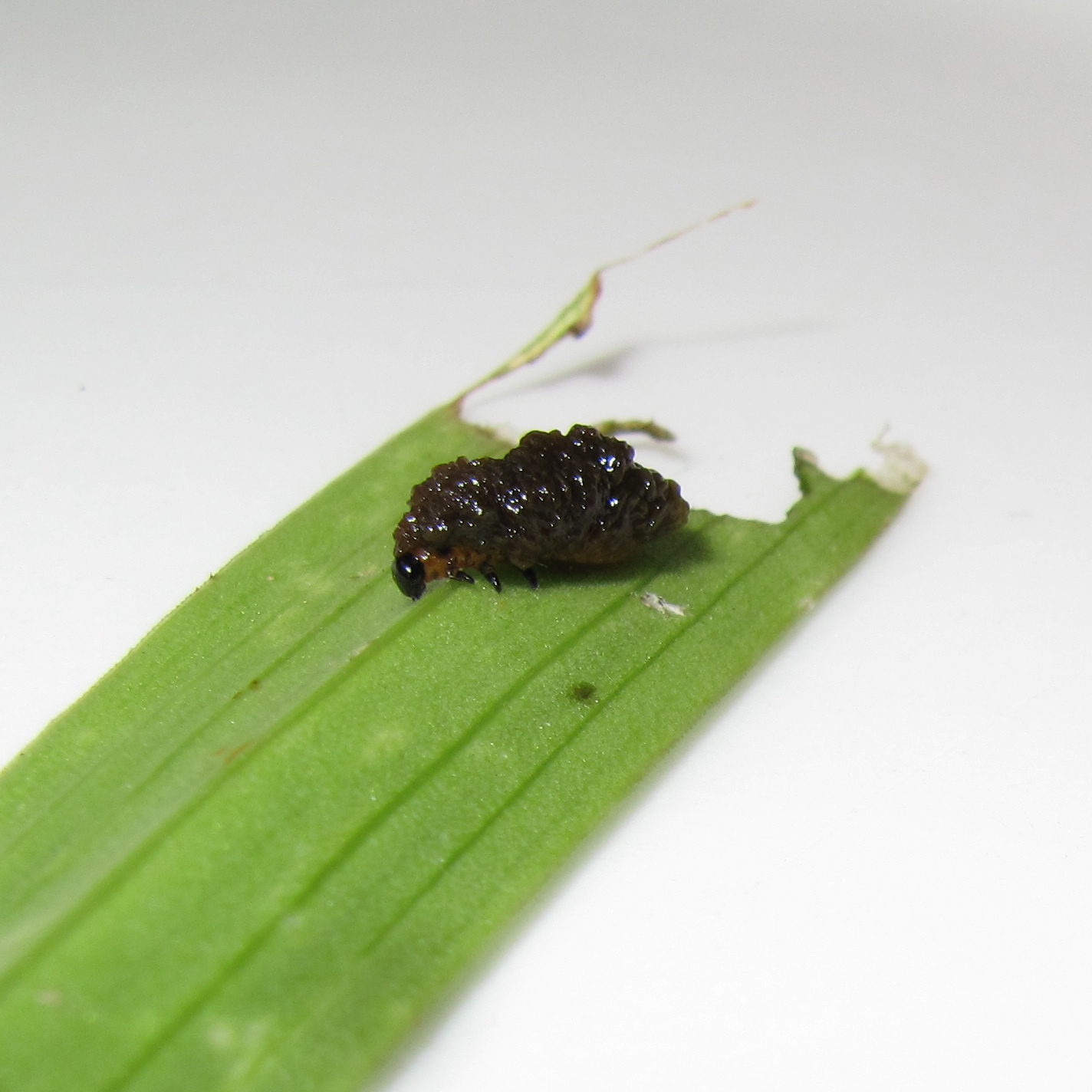 BugBlog: Larvae in a poo costume