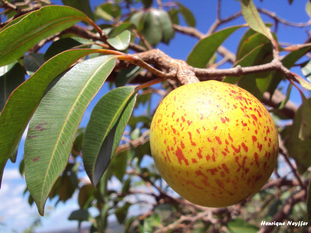Mangaba - Hancornia speciosa