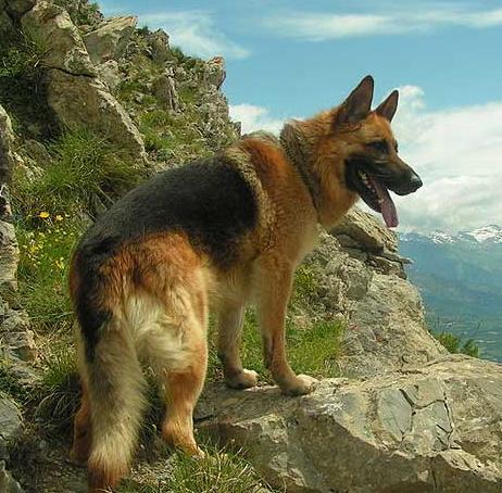 Razas de perros: Pastor Alemán
