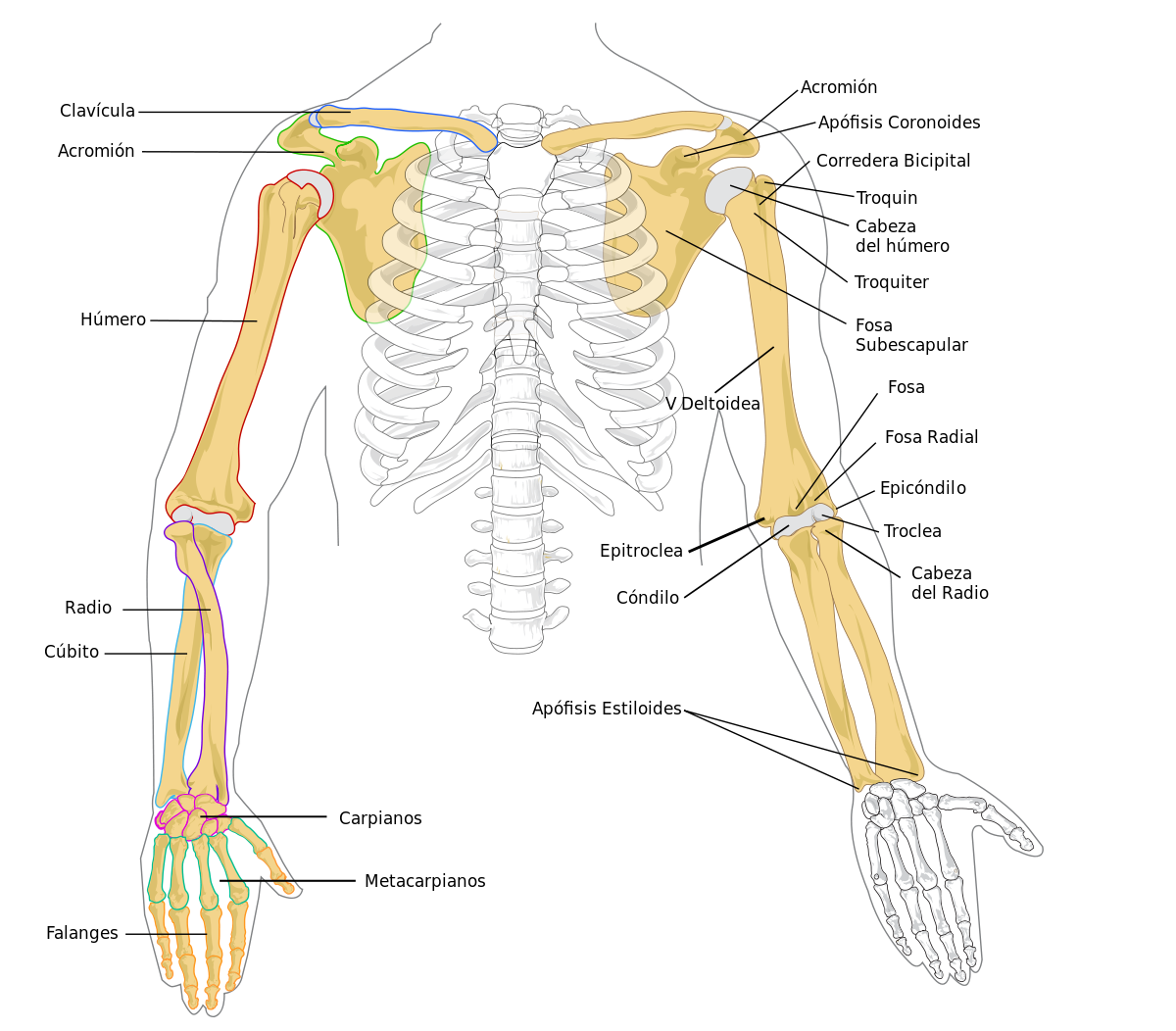 Anatomía: Atlas de anatomía (general) huesos