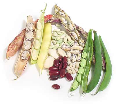 Le haricot cultivé ( Phaseolus vulgaris ) est une plante de la grande ...