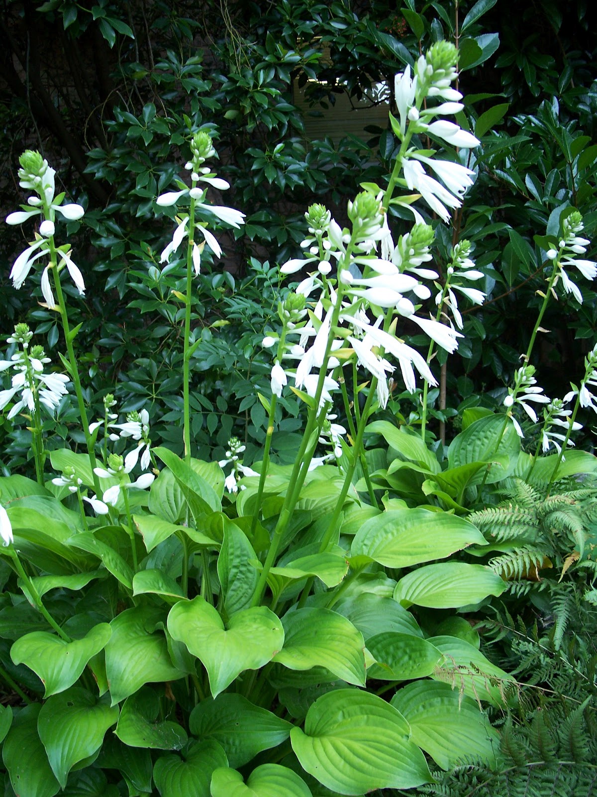 Crabapple LandscapExperts: Planting in Shade