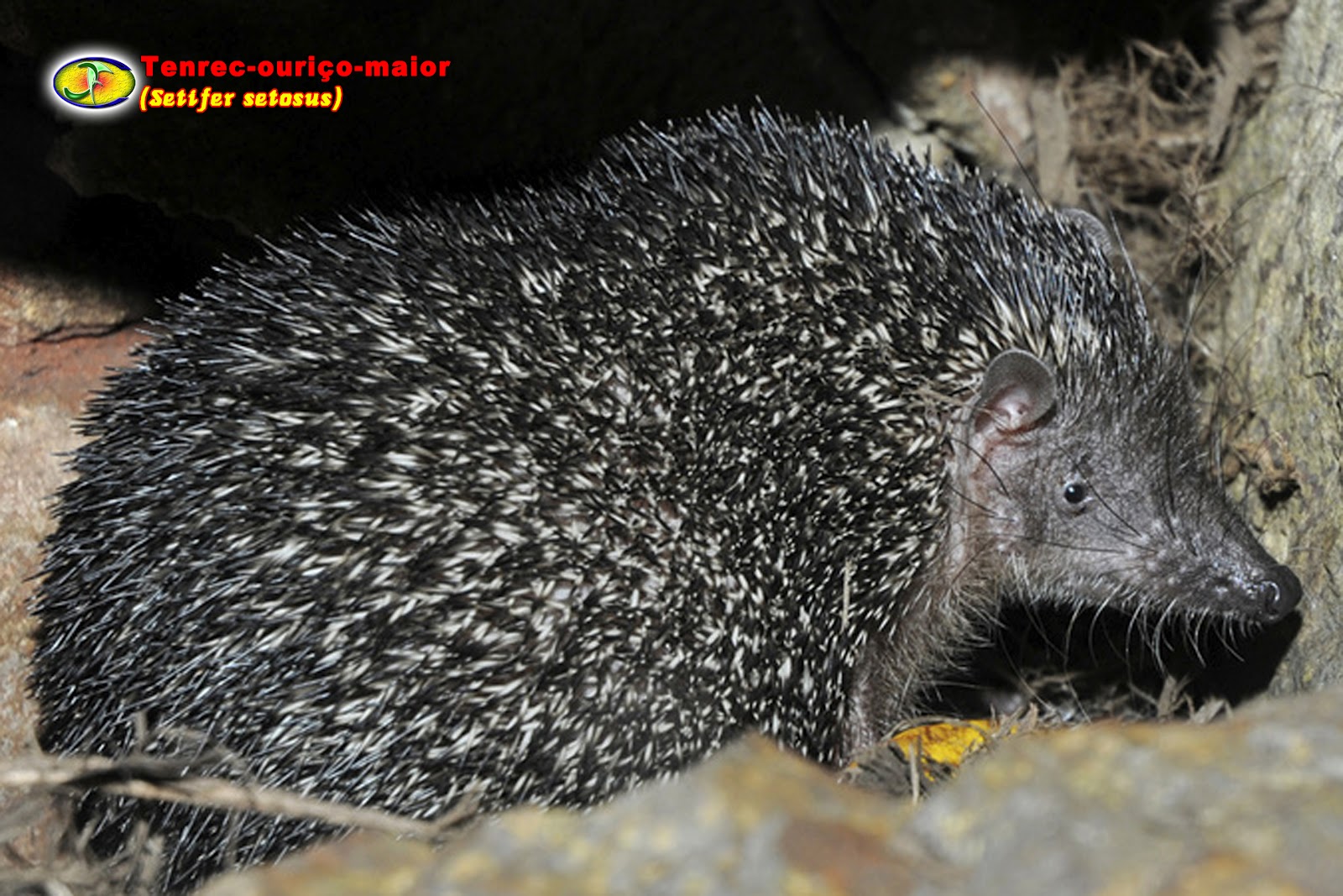 Mamíferos: Tenrec-ouriço-maior (Setifer setosus)