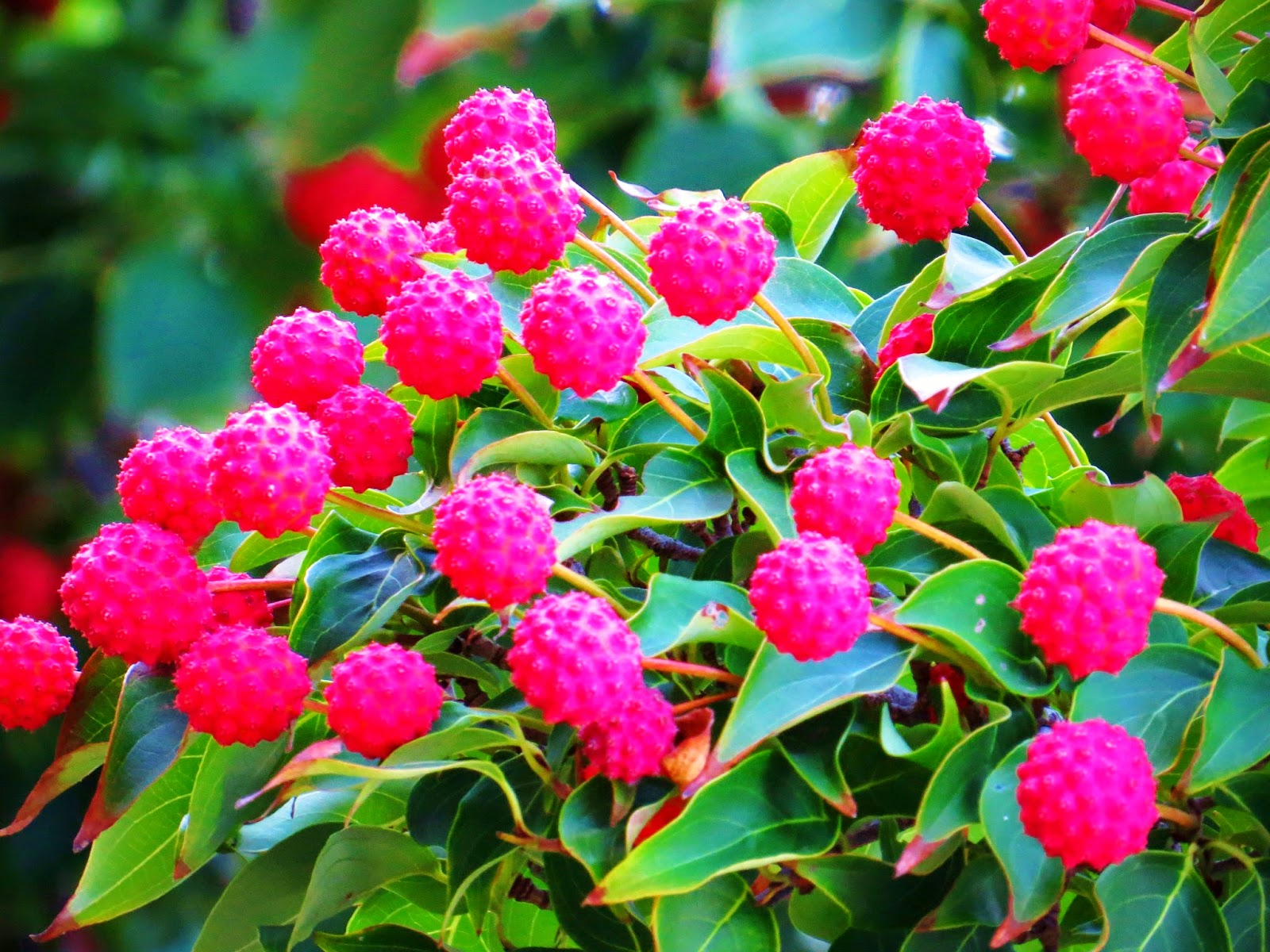 Let Your Light Shine: Big Red Bumps