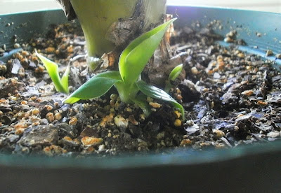 Plants are the Strangest People: Random plant event: Musa x 'Cheeka ...