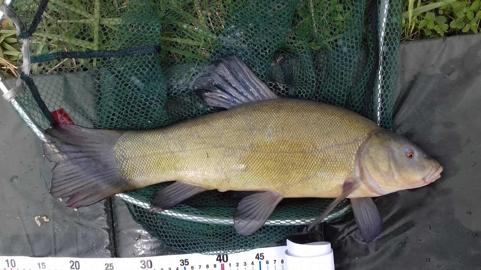 Soortenjager: Turn the tide