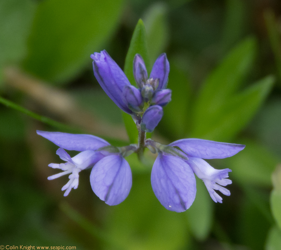 Postcards from Sussex: Small Heaths and Adonis at Mill Hill