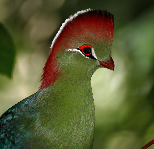 A legszebb állatkertek és vadasparkok a világon: Bázeli állatkert - Svájc