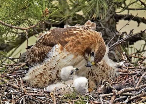 DOĞAN KUŞLARI HAKKINDA BİLGİ